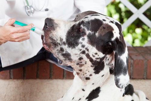 How To Easily Give Your Dog Any Medication – Doggie Solutions