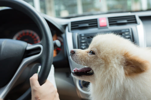 How To Drive Safely With Your Dog – Doggie Solutions