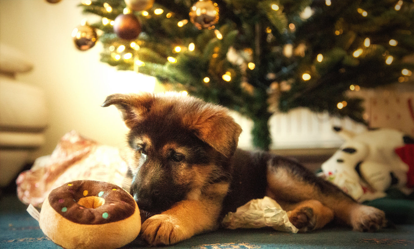 A Pawsitively safe and happy Christmutts – Doggie Solutions