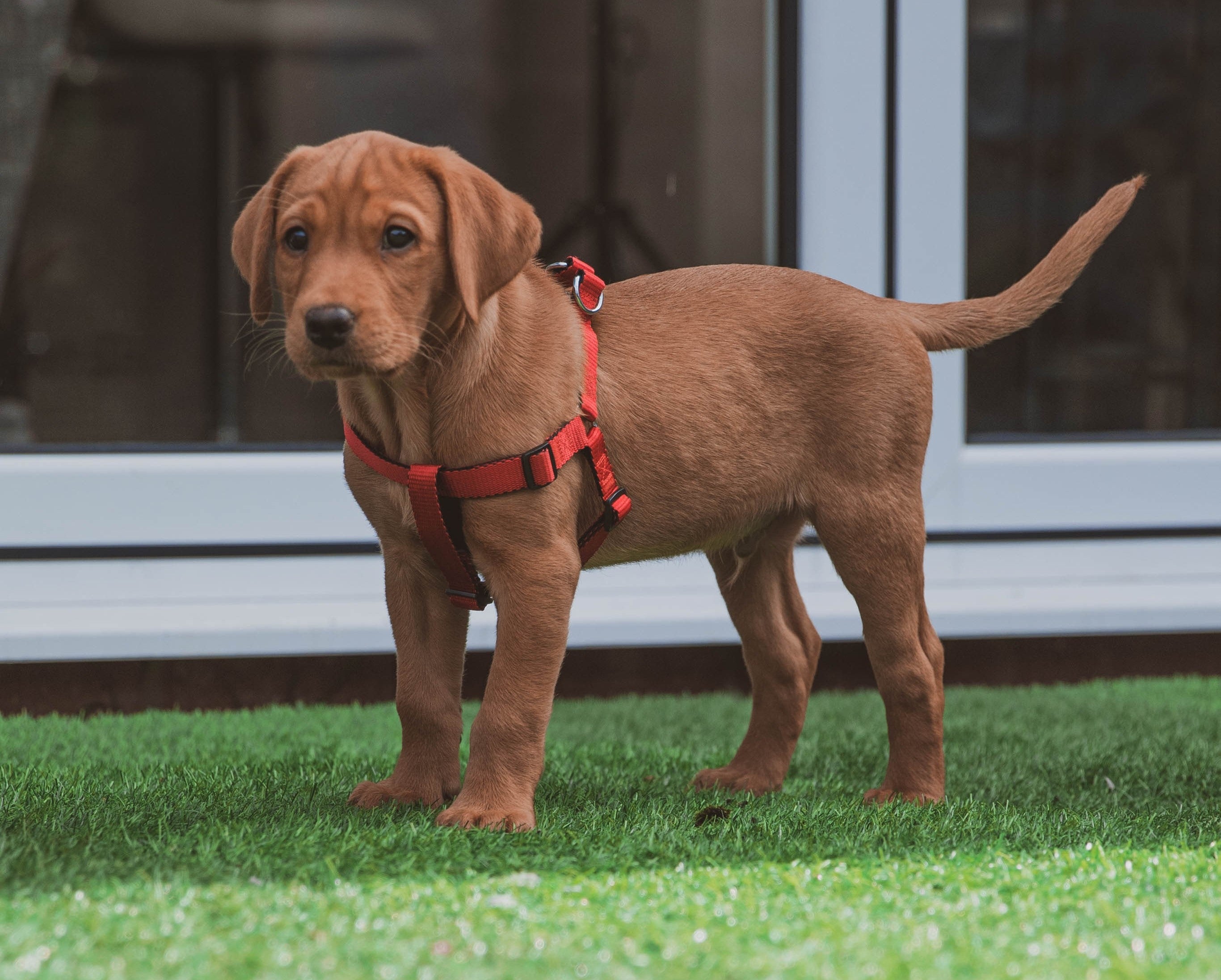 Keep Your Dog Safe: The Importance of Checking and Replacing Leads and ...