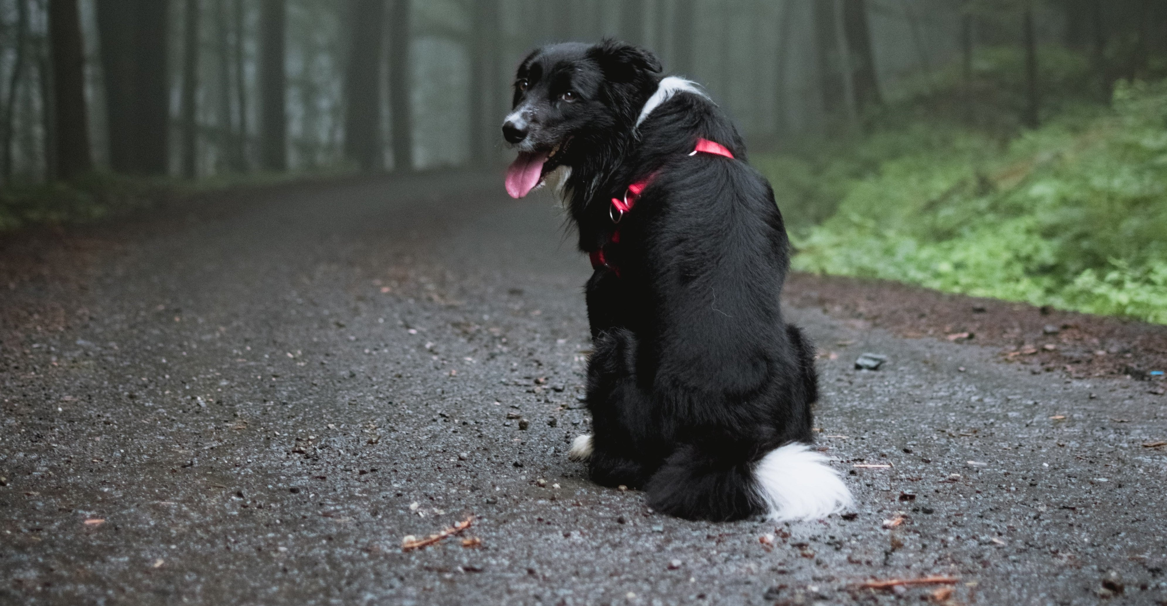 How To Walk Your Dog Safely At Night – Doggie Solutions